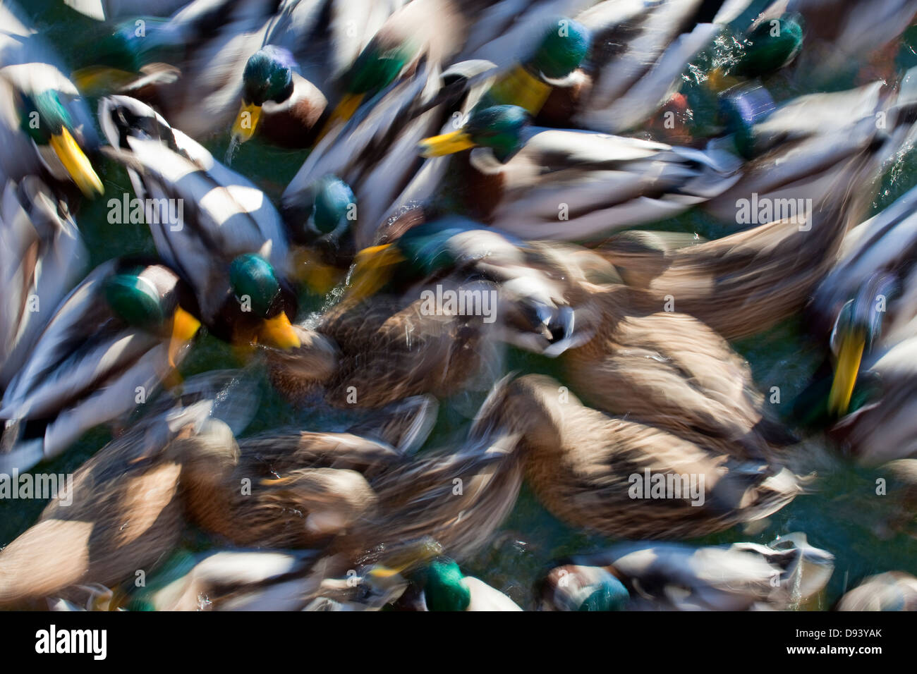 Mallard Ducks crowded together Stock Photo - Alamy