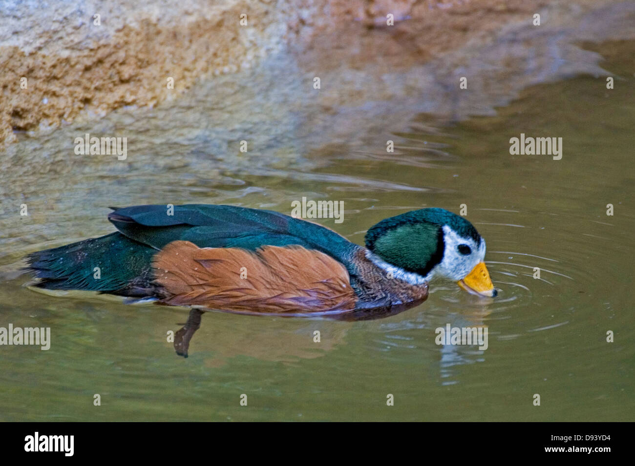African Pygmy-Goose, Nettapus auritus Stock Photo - Alamy