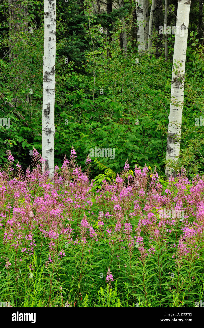 Flowering fireweed hi-res stock photography and images - Alamy