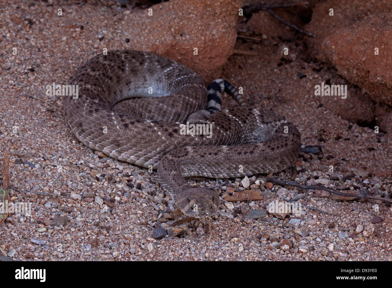 Western Diamondback Rattlesnake, Sonoran Desert, Arizona Stock Photo ...