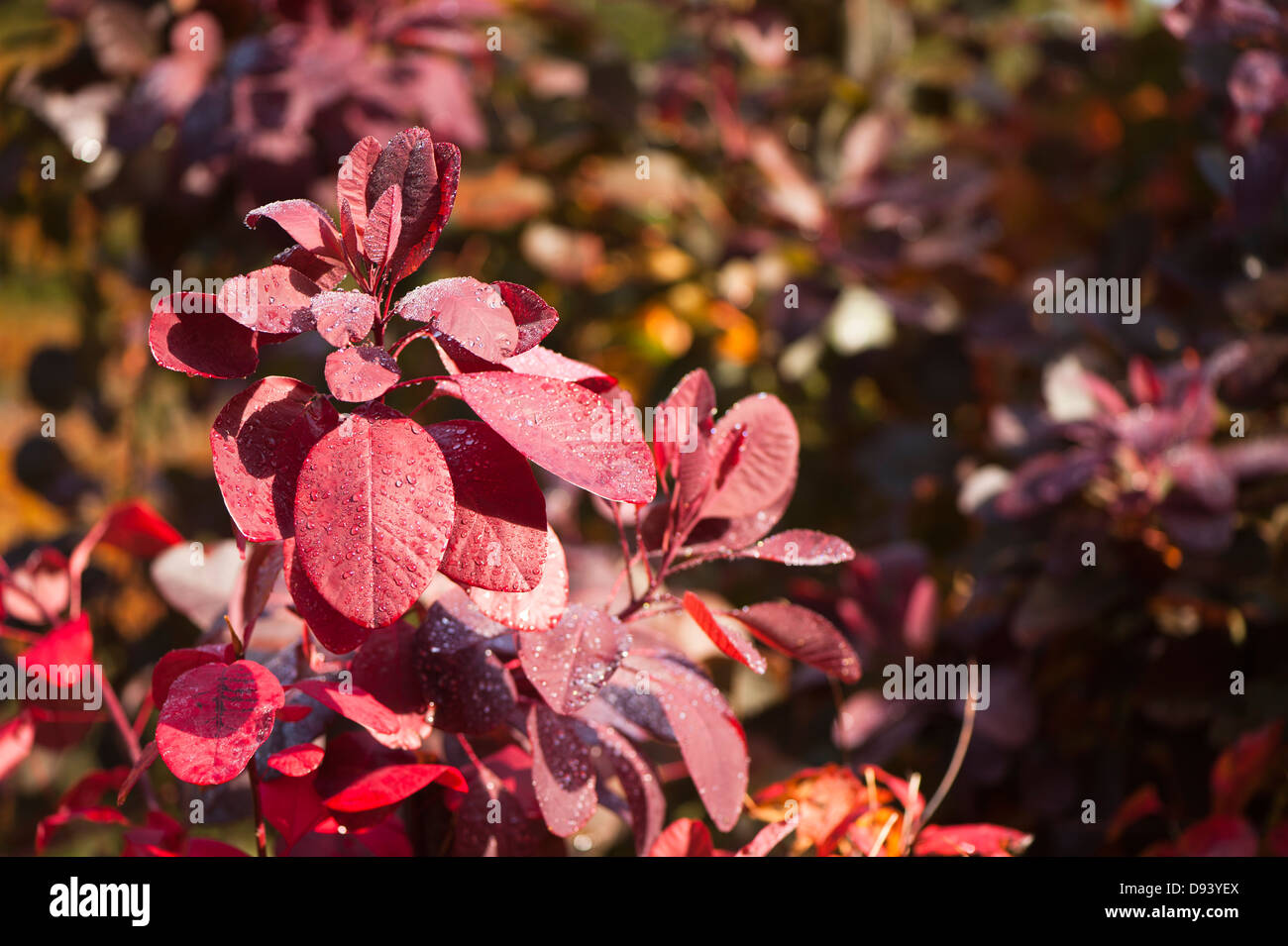 Cotinus autumn hi-res stock photography and images - Alamy