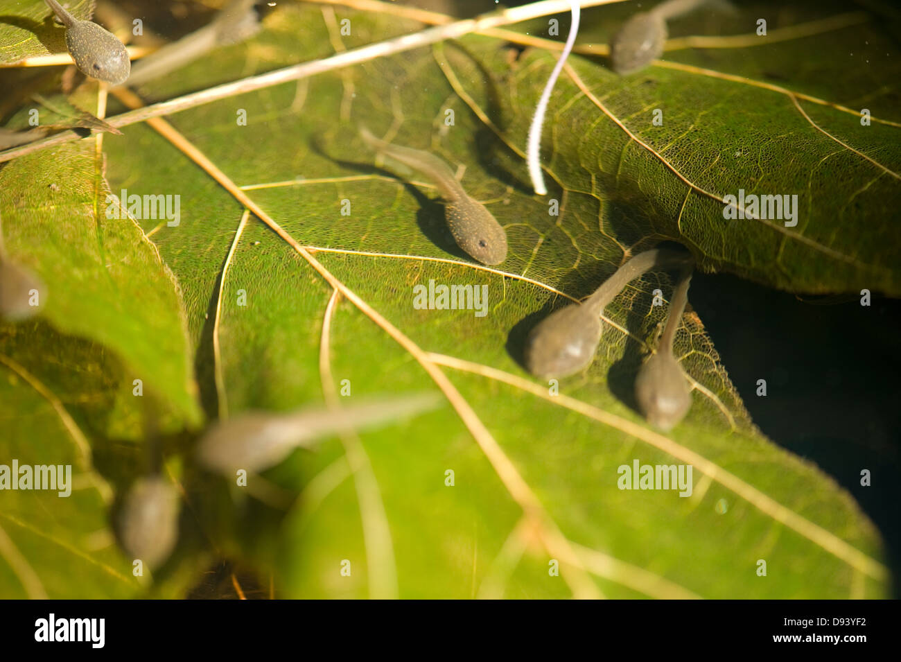Tadpoles on leaf Stock Photo - Alamy