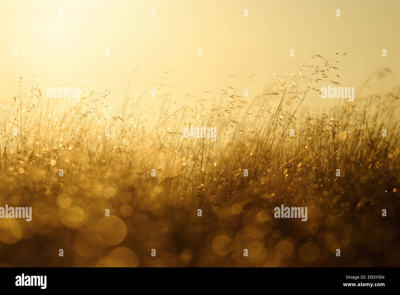 Grass at sunset Stock Photo - Alamy
