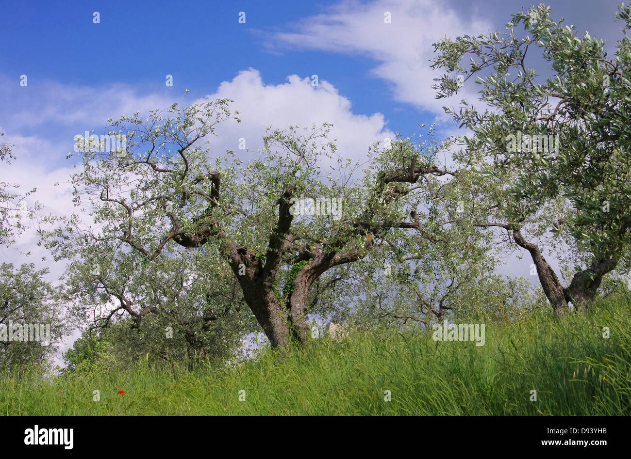 Olivenbaum in der Toskana - olive tree in Tuscany 01 Stock Photo - Alamy