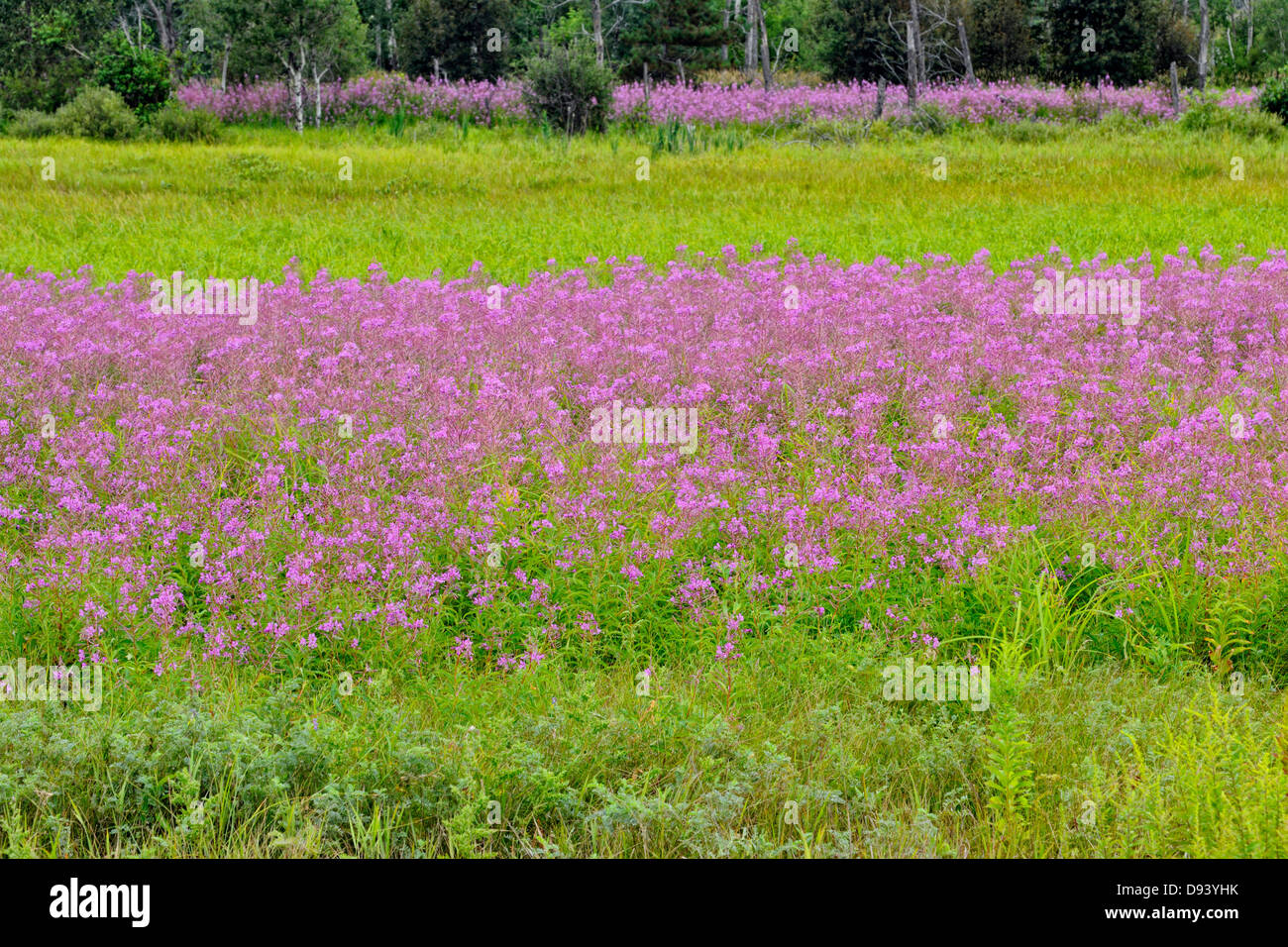 Northern wet meadow flowers hi-res stock photography and images - Alamy