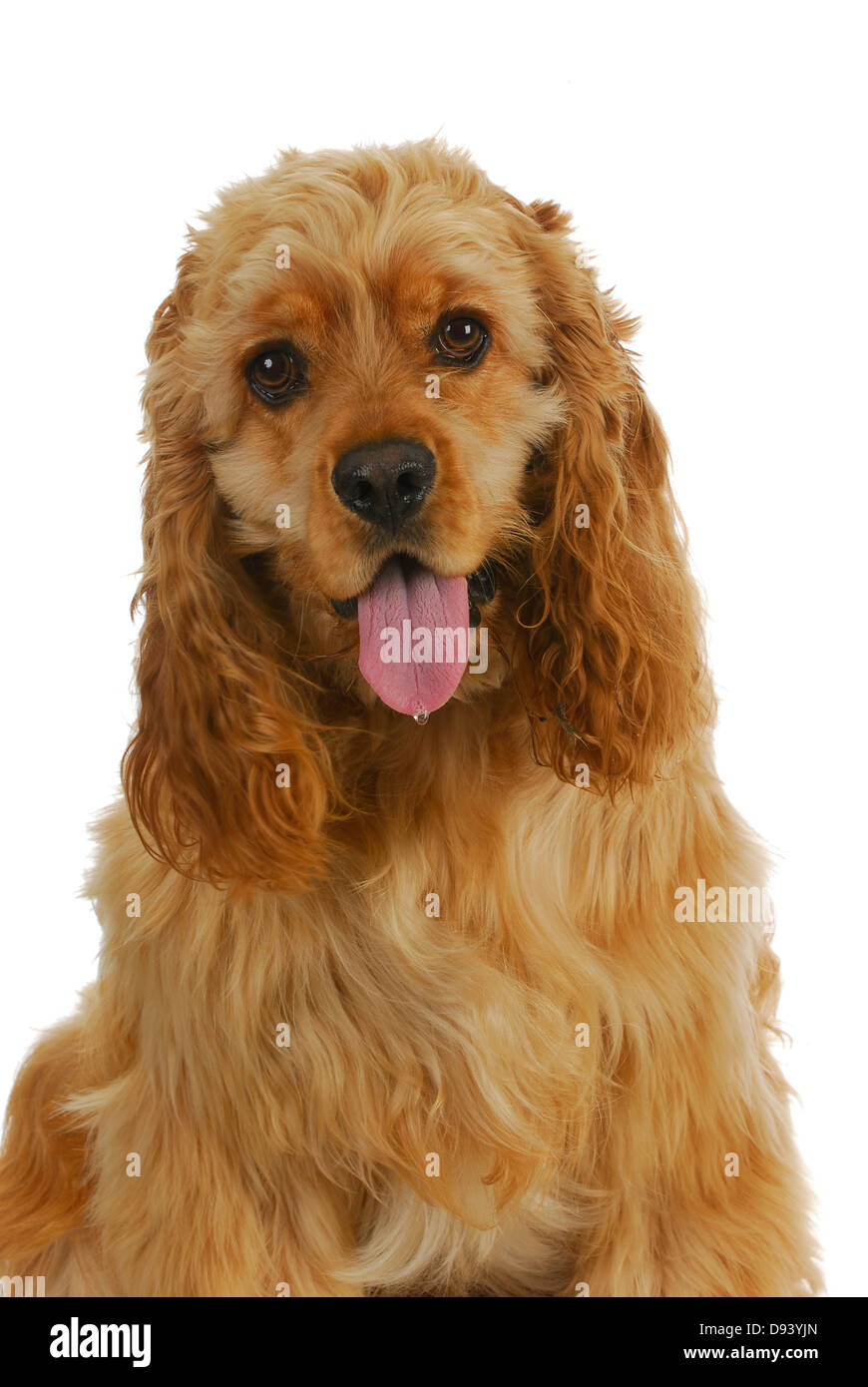 cocker spaniel with tongue out panting isolated on white background ...