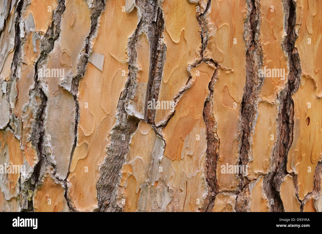 Kiefernrinde hi-res stock photography and images - Alamy