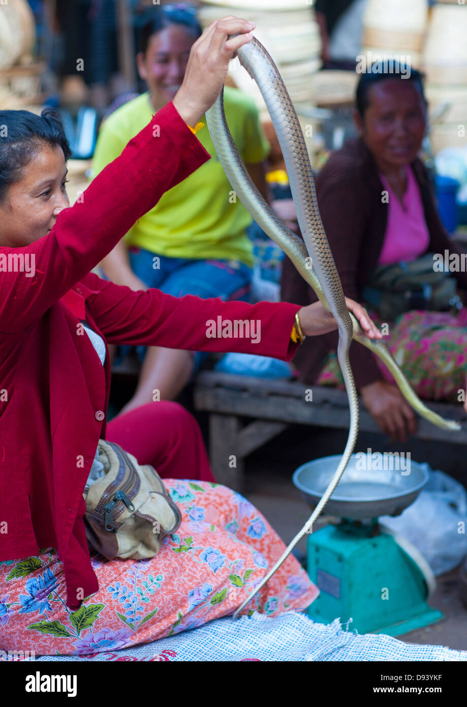 Snakes of south east asia hi-res stock photography and images - Alamy