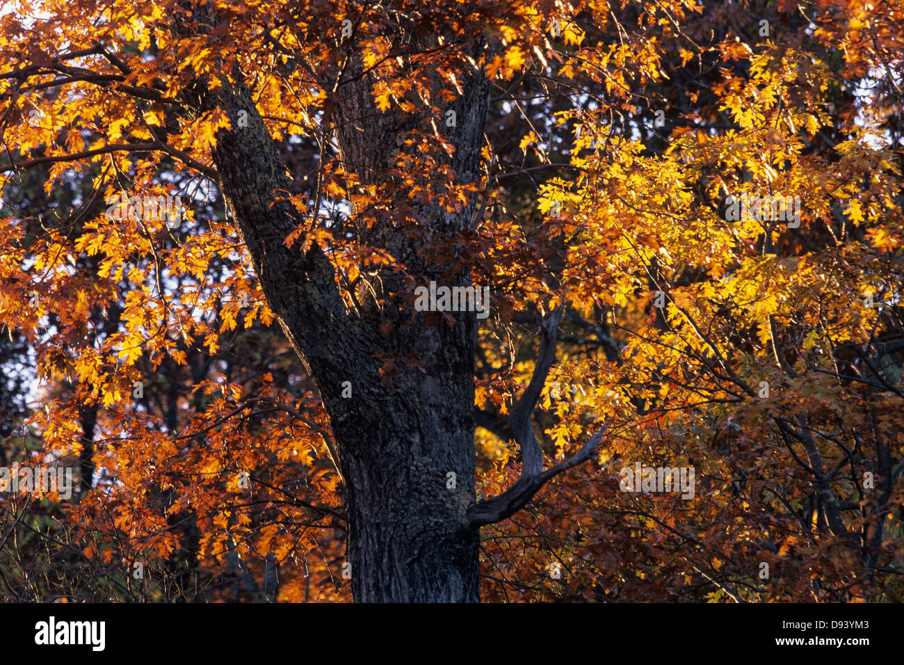 Close up of oak tree no leaves hi-res stock photography and images - Alamy