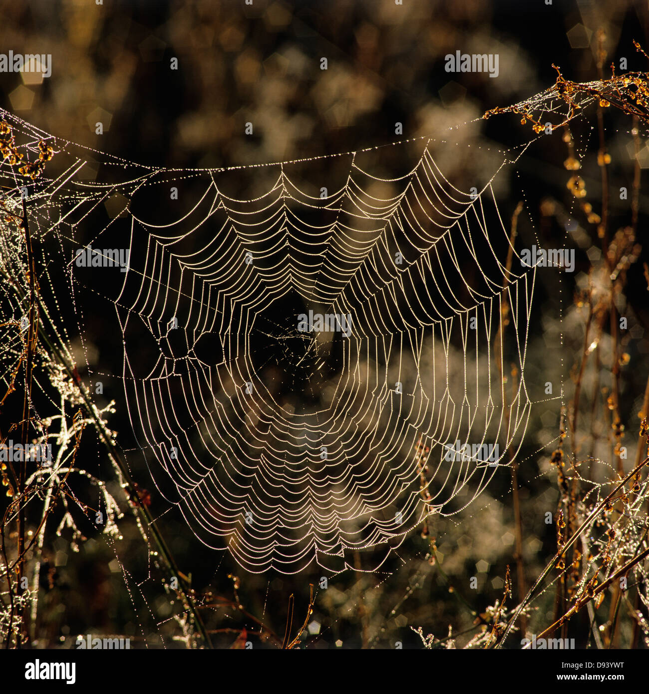 Spider web lit hi-res stock photography and images - Alamy