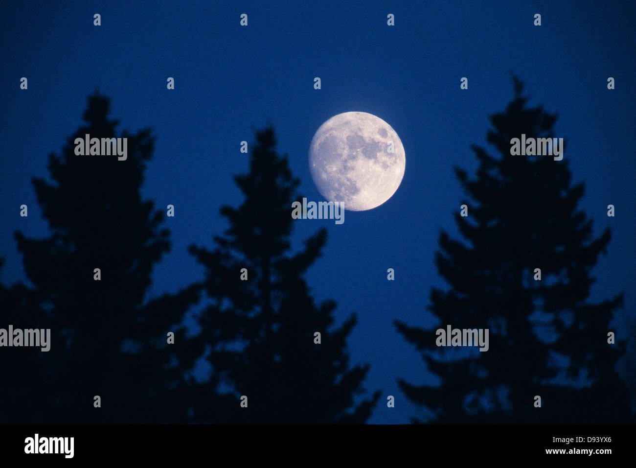 View of moon behind spruce trees Stock Photo - Alamy