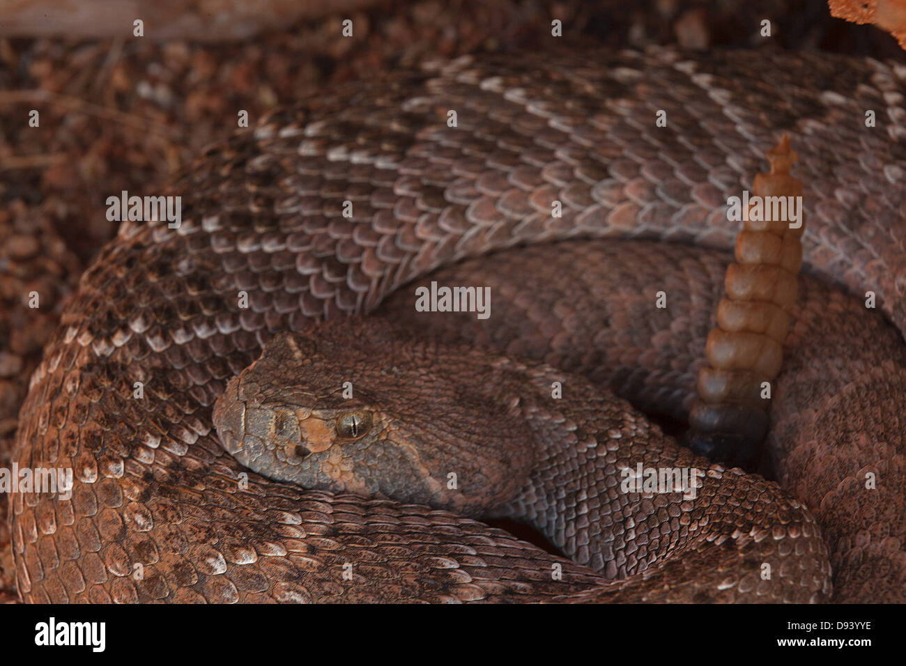 Western Diamondback Rattlesnake, Sonoran Desert, Arizona Stock Photo ...