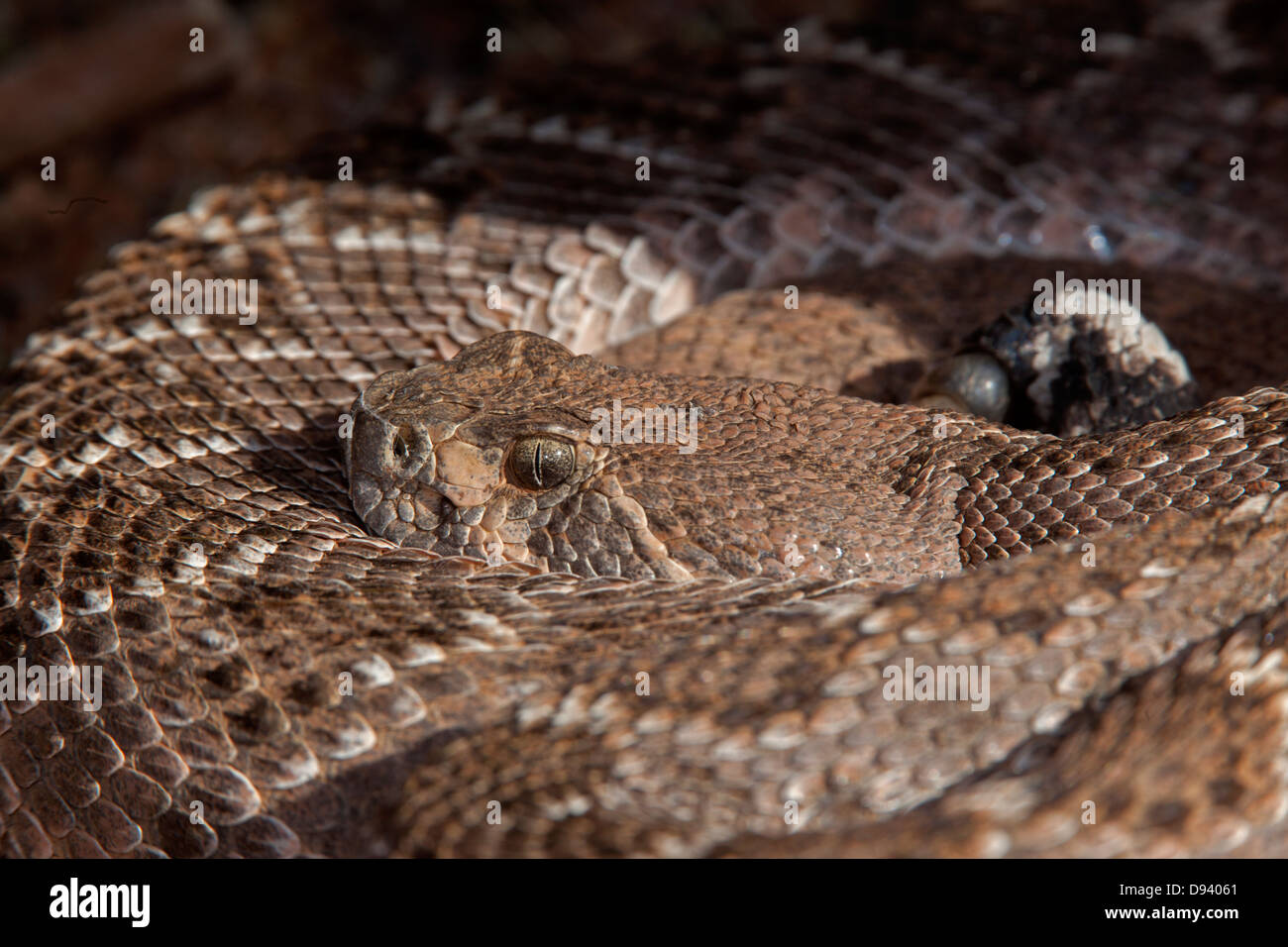 Western Diamondback Rattlesnake, Sonoran Desert, Arizona Stock Photo ...