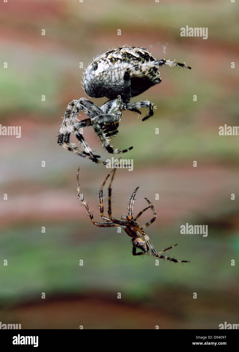 Spider fighting, close-up Stock Photo - Alamy