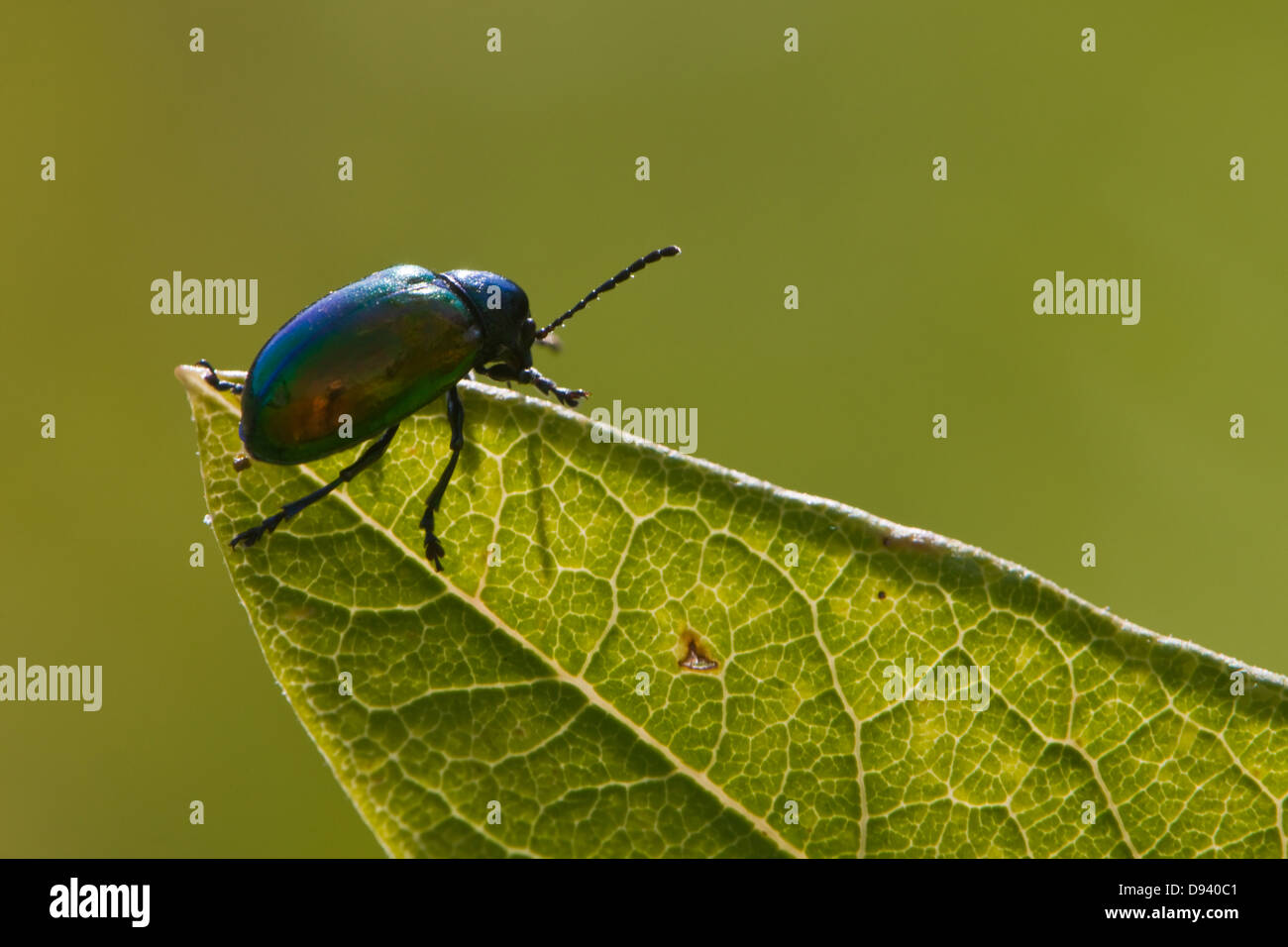Dogbane Leaf Beetle Underside