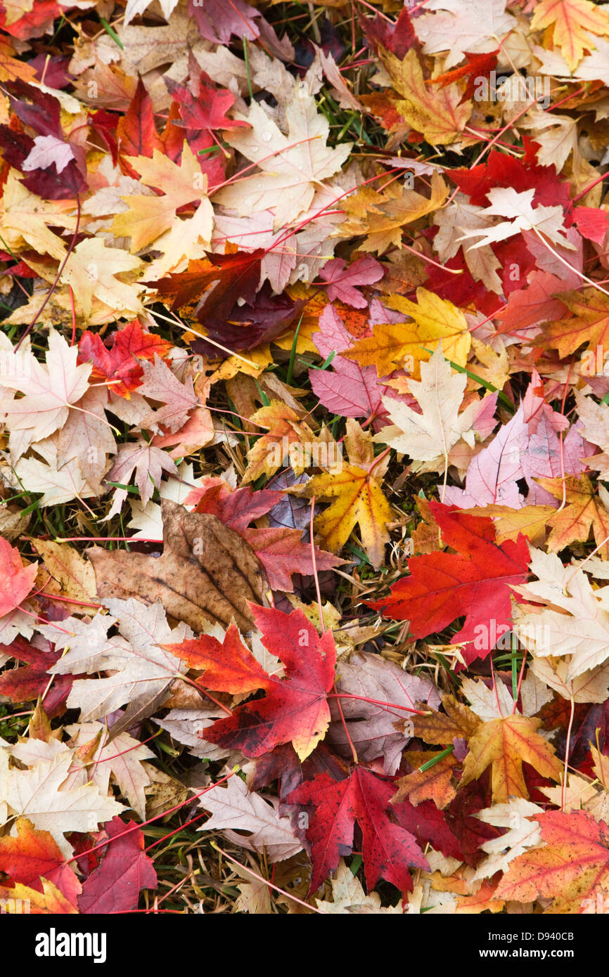 Sugar maple leaves in autumn, close-up, (full Frame Stock Photo - Alamy