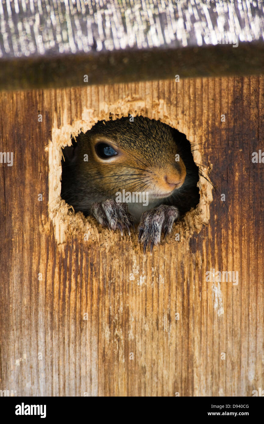 Grey squirrel peeking through hole Stock Photo - Alamy