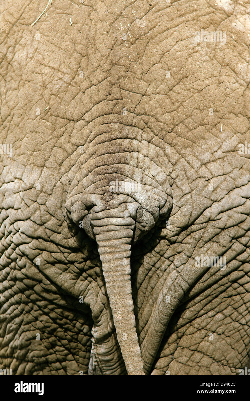 View of elephant tail, close-up Stock Photo - Alamy