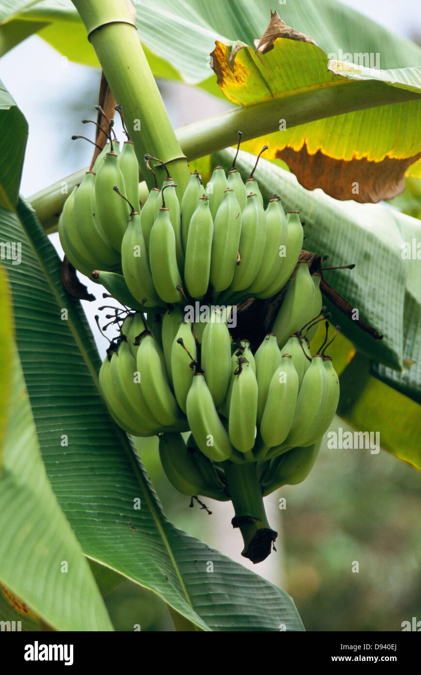 Banana Stem High Resolution Stock Photography and Images - Alamy