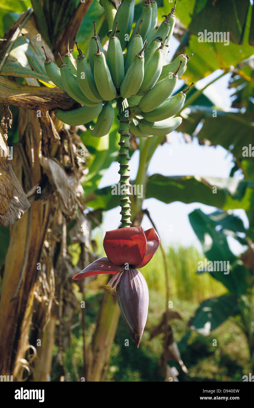 Musaceae High Resolution Stock Photography and Images - Alamy