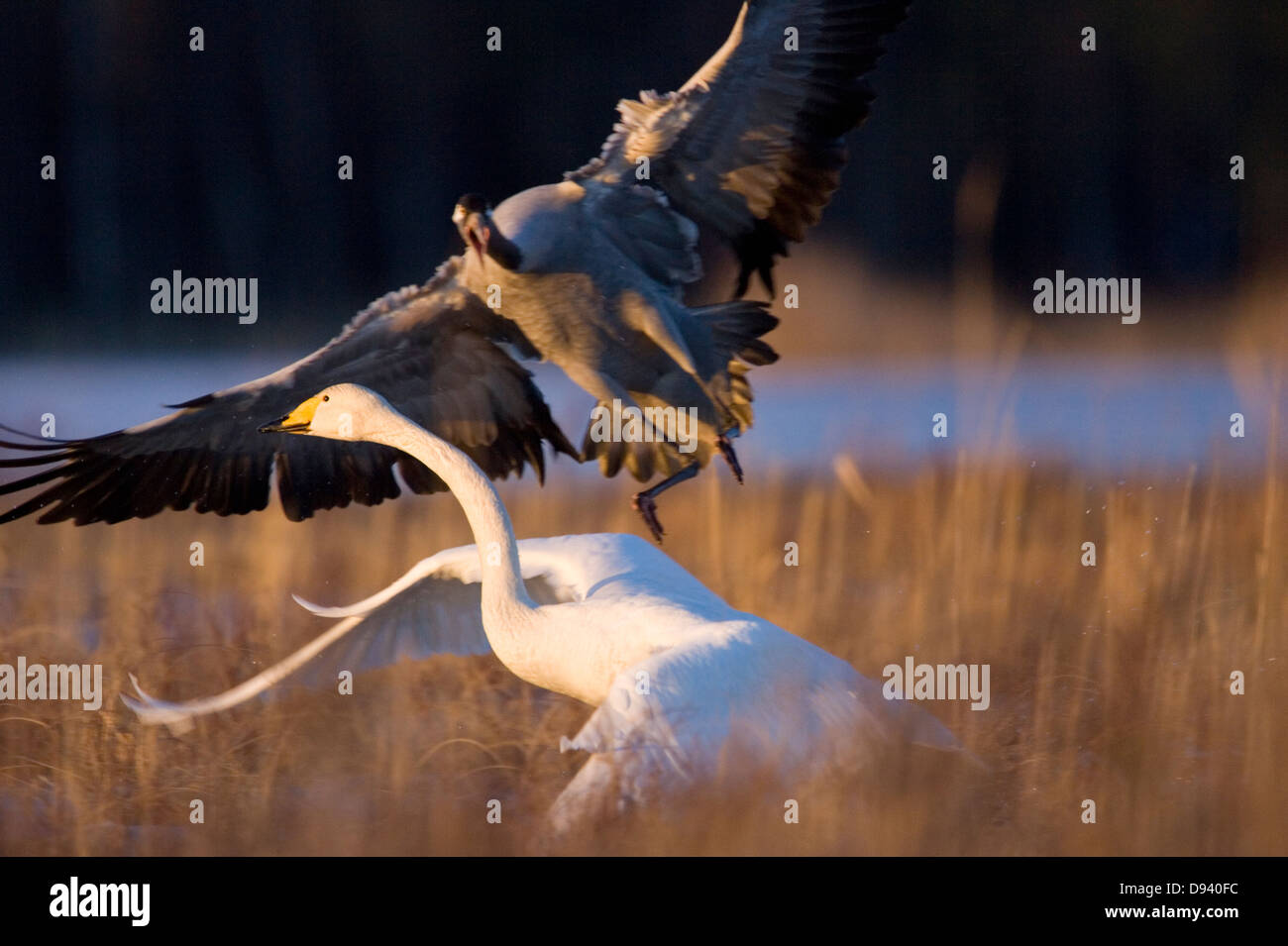 Crane bird fight hi-res stock photography and images - Alamy
