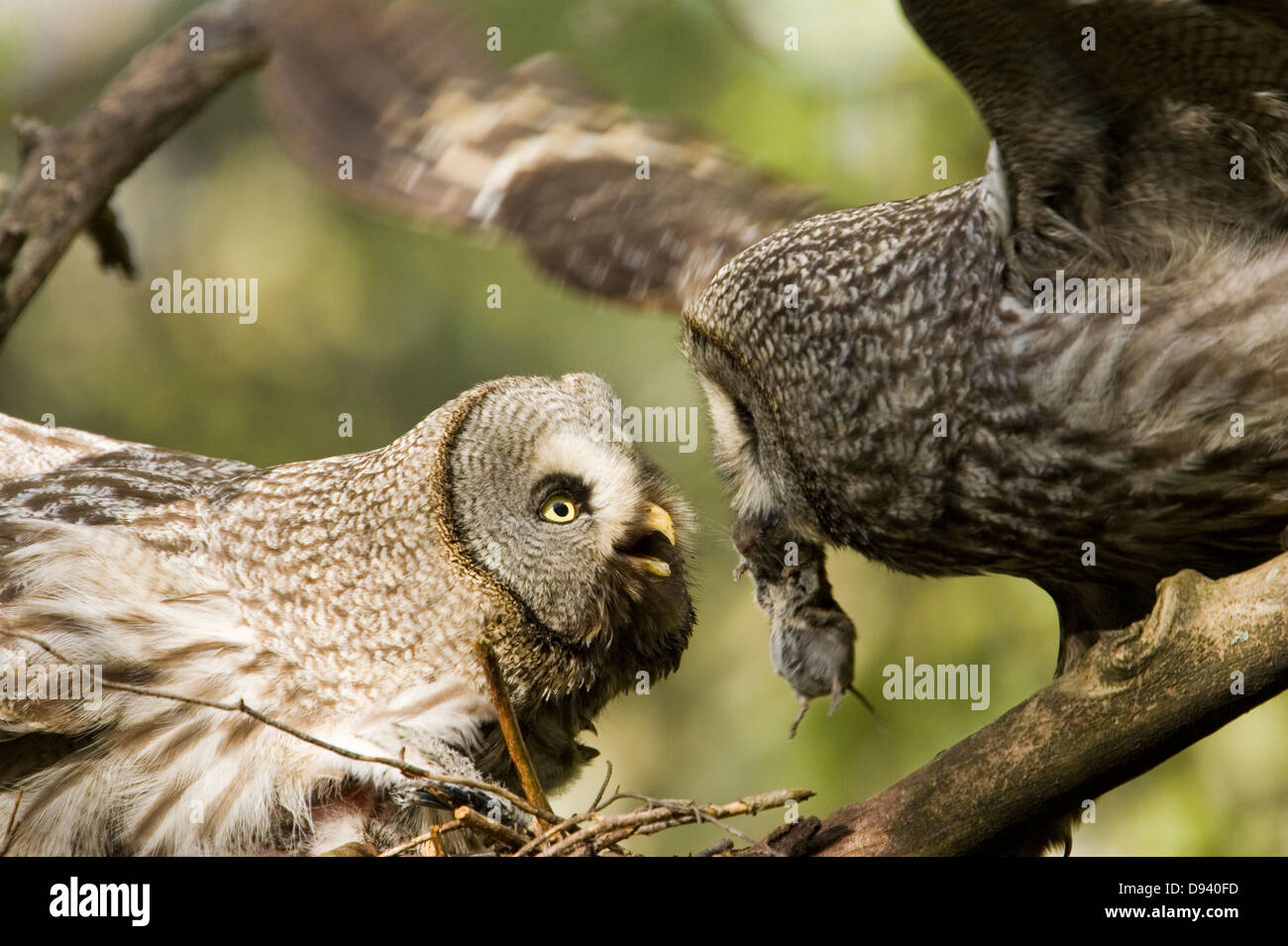 Great grey owls with prey, Finland Stock Photo - Alamy