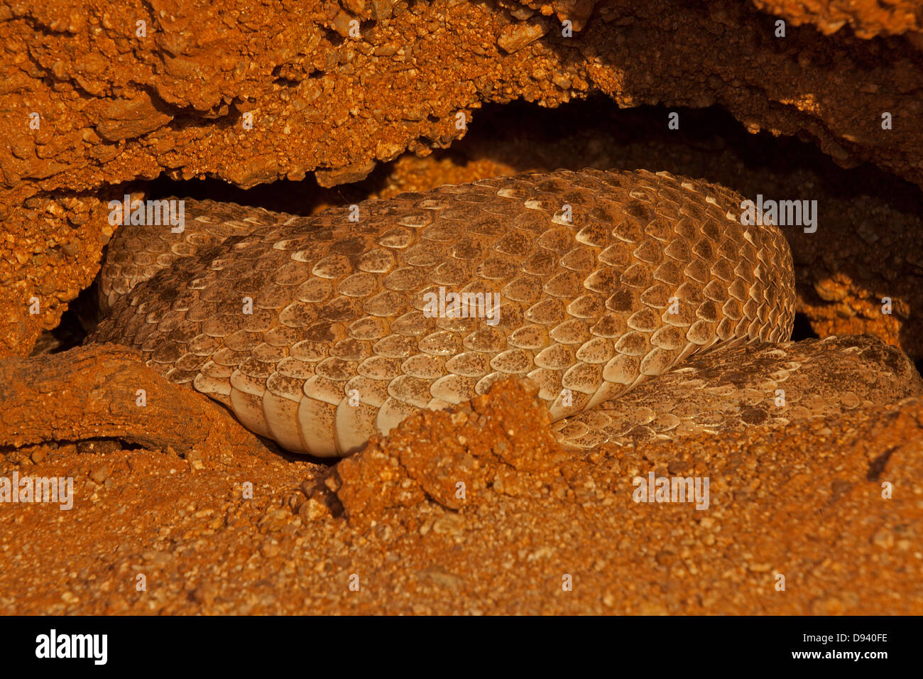 Western Diamondback Rattlesnake, Sonoran Desert, Arizona Stock Photo ...
