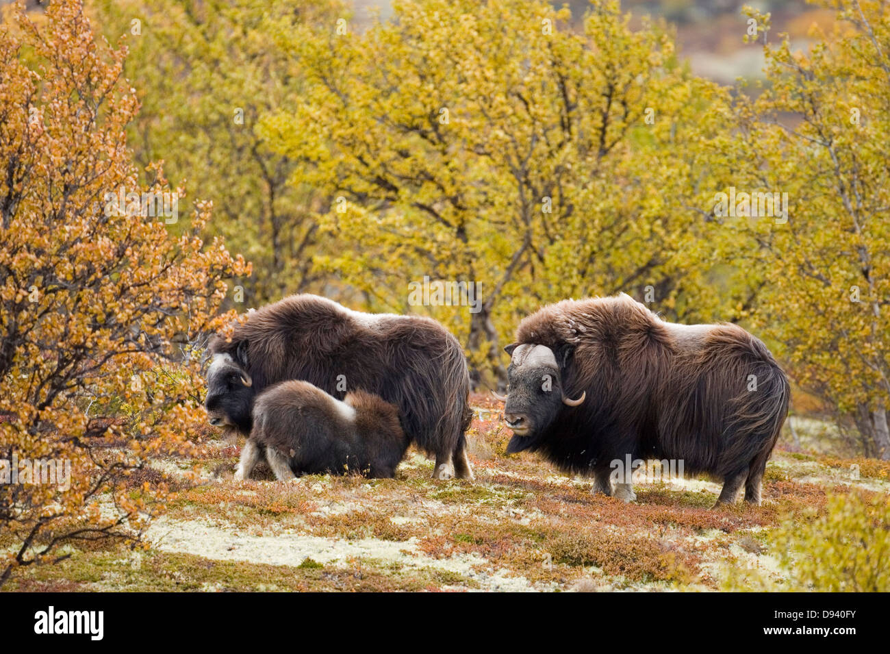 Musk ox family hi-res stock photography and images - Alamy