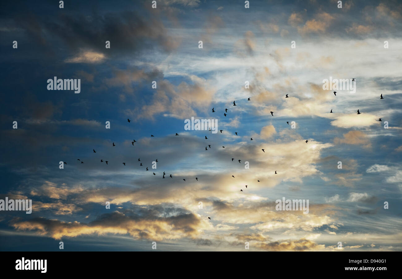 Evening birds hi-res stock photography and images - Alamy