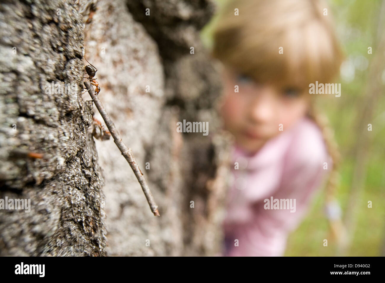 Ant age hi-res stock photography and images - Alamy