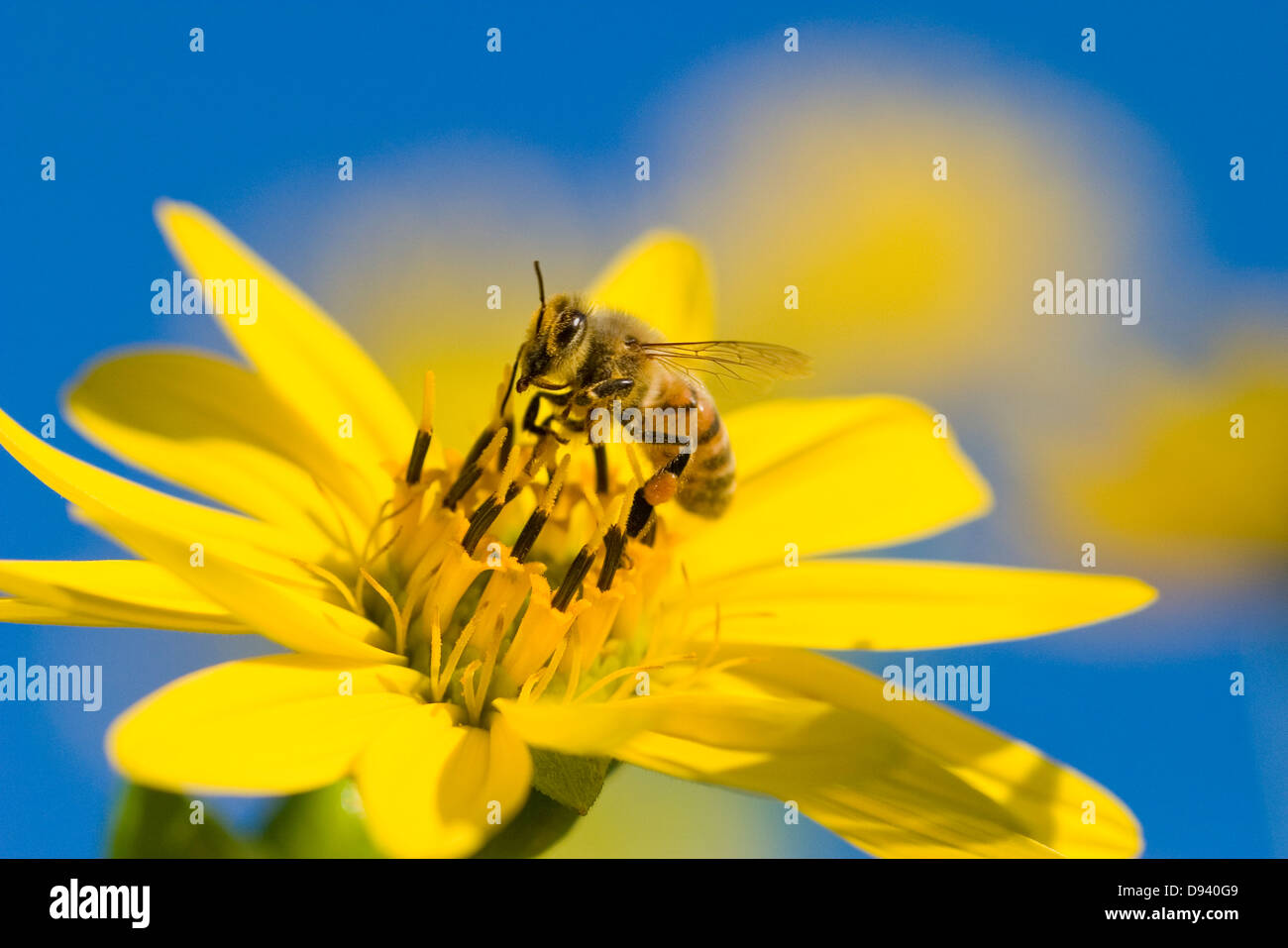 A bee and a yellow flower Stock Photo - Alamy