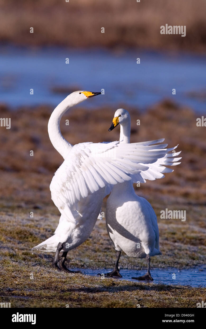 Couple Hug Eachother High Resolution Stock Photography and Images - Alamy