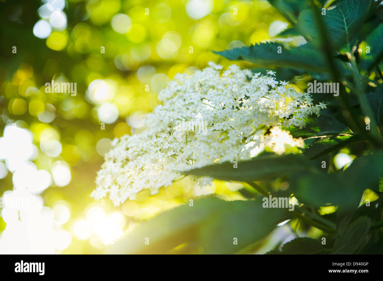 Elder Tree Branch Stock Photos & Elder Tree Branch Stock Images - Alamy