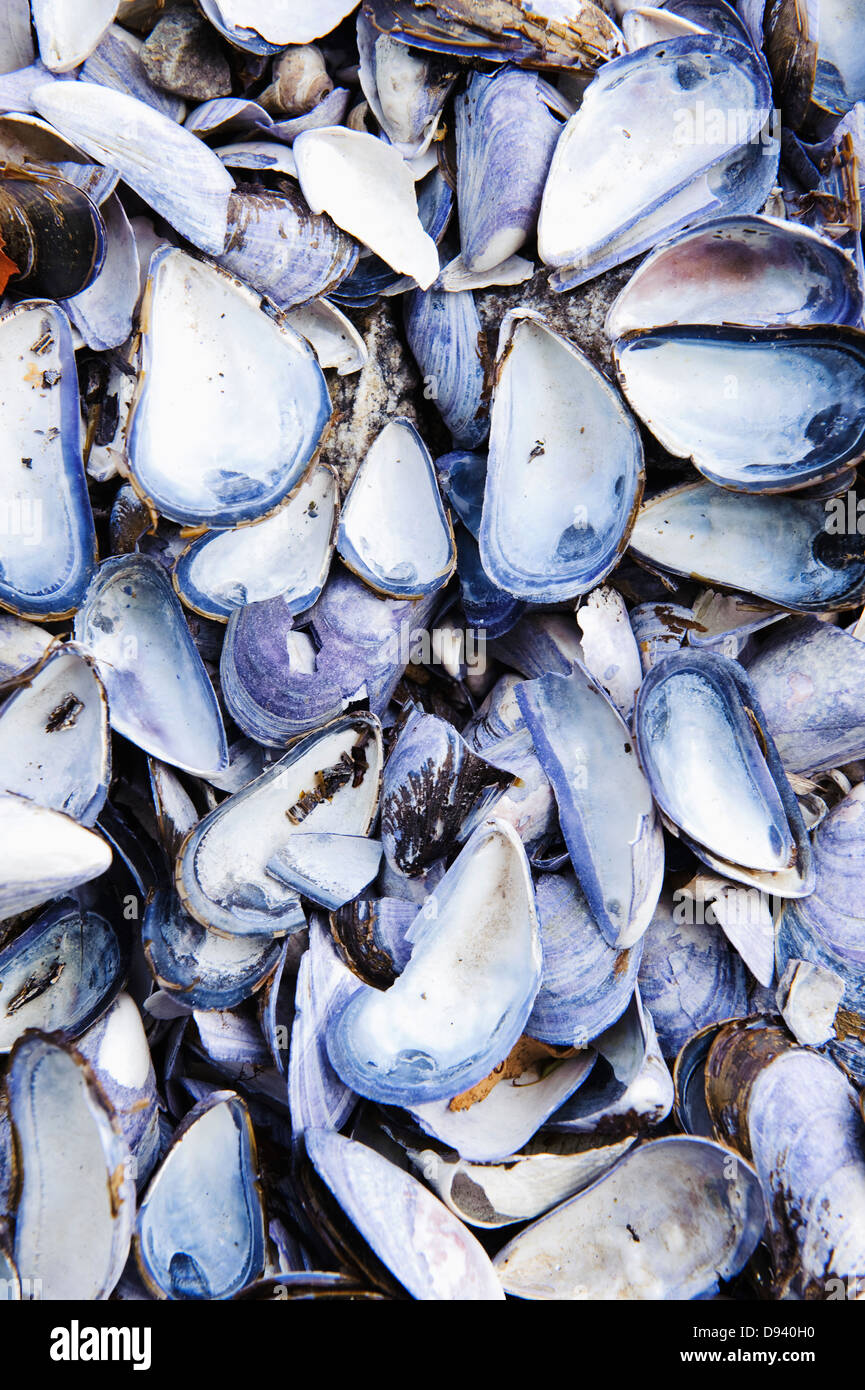Mussel shells hi-res stock photography and images - Alamy