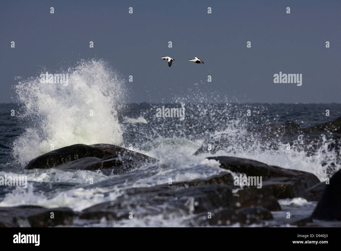 Common eider ducks flying hi-res stock photography and images - Alamy