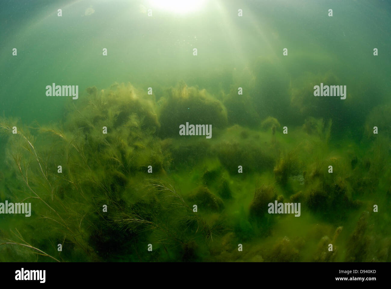 Streak Of Algae High Resolution Stock Photography and Images - Alamy