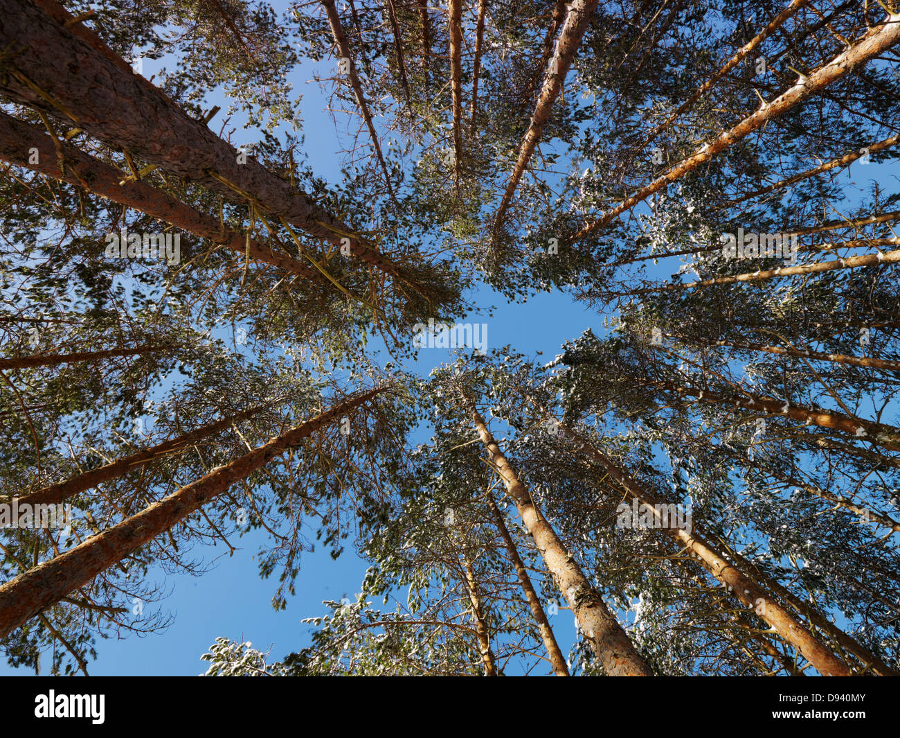 View of pine trees, upward view Stock Photo - Alamy