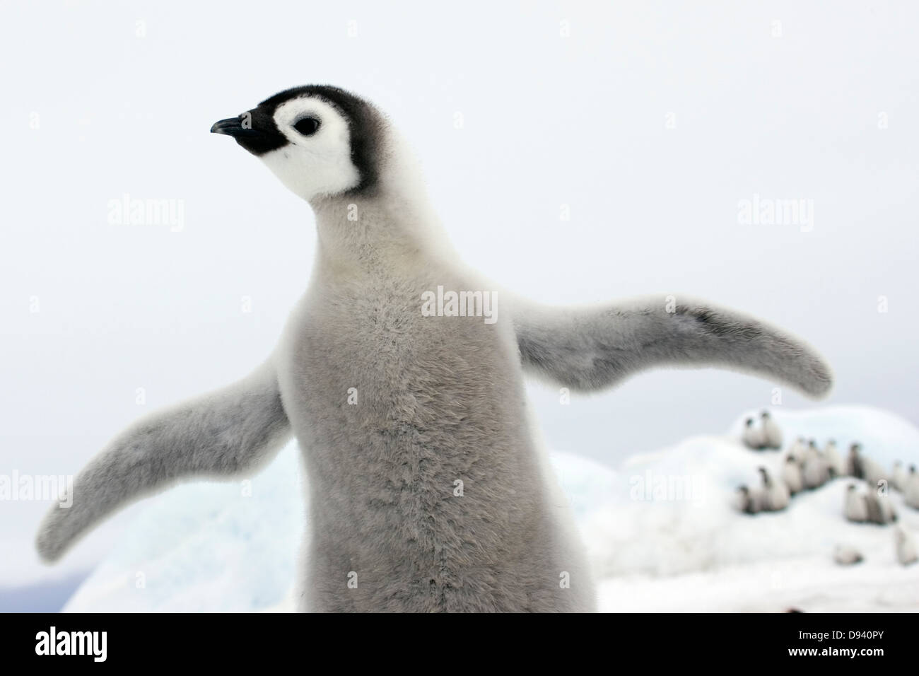 Emperor penguins, young birds, the Antarctic Stock Photo - Alamy