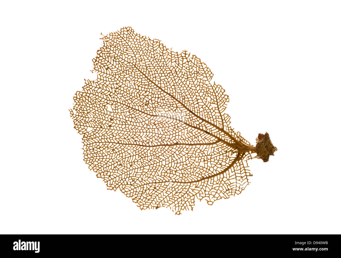 Marine studio Cut Out Stock Images & Pictures - Alamy