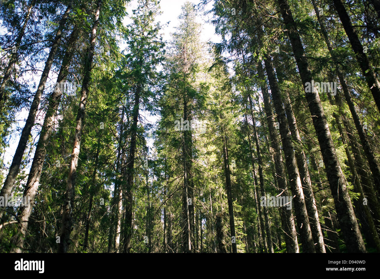 An old pine-forest, Angermanland, Sweden Stock Photo - Alamy