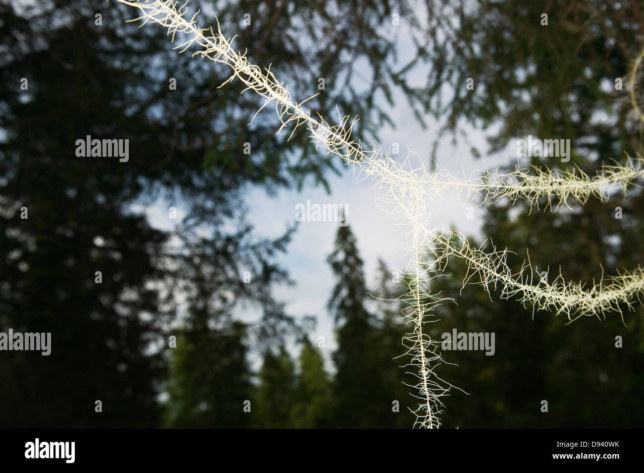 Angermanland hi-res stock photography and images - Alamy