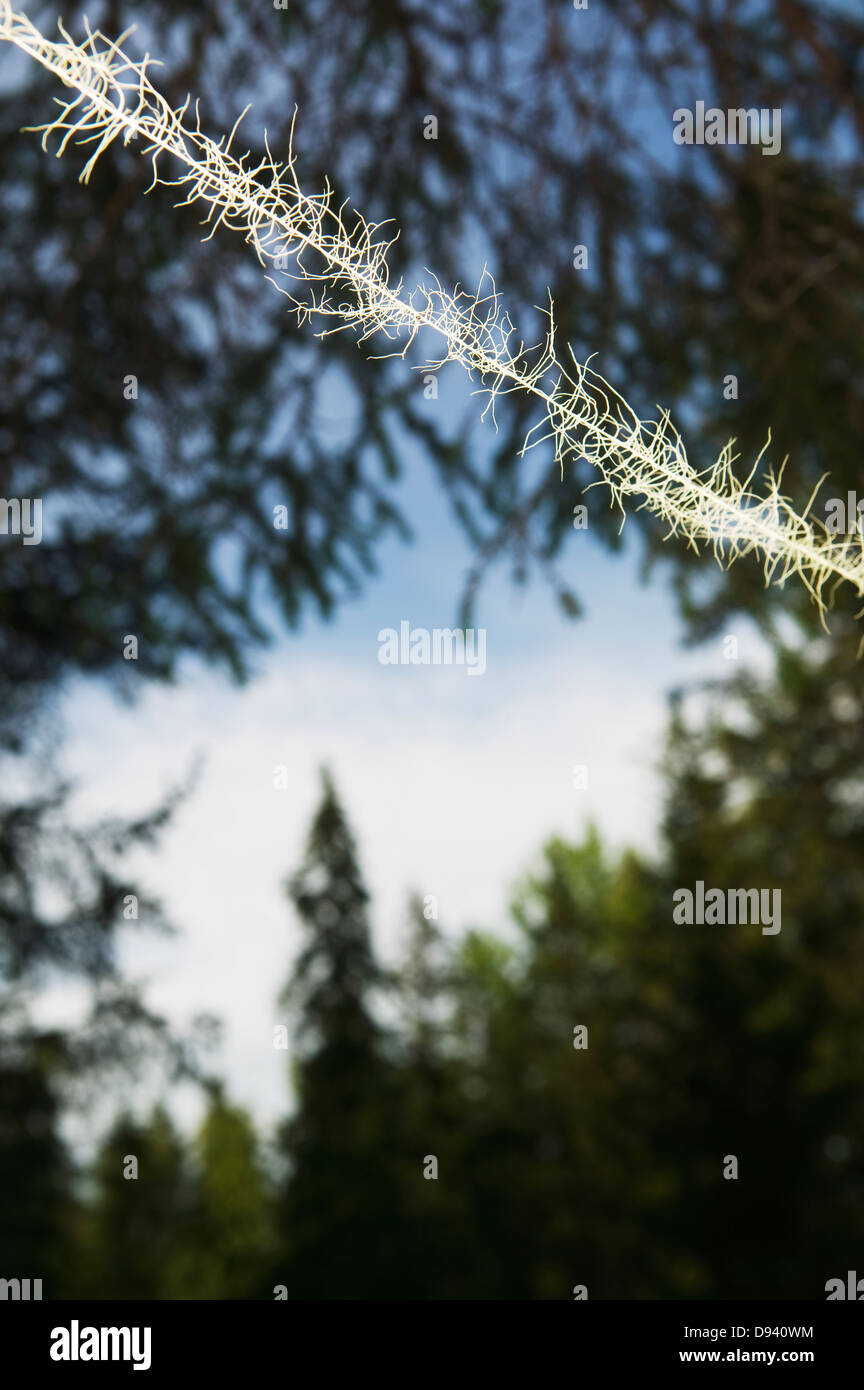 Usnea longissima, Angermanland, Sweden Stock Photo - Alamy