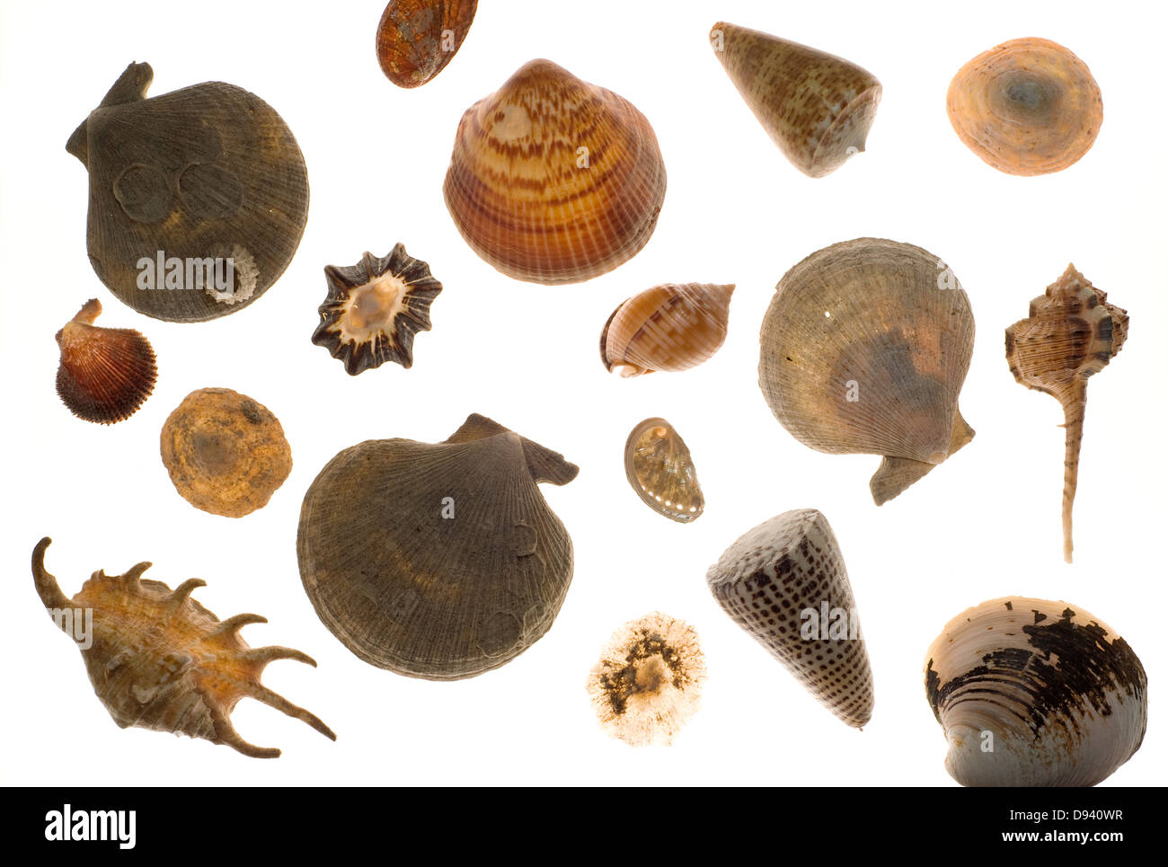 Mussel shells Cut Out Stock Images & Pictures - Alamy