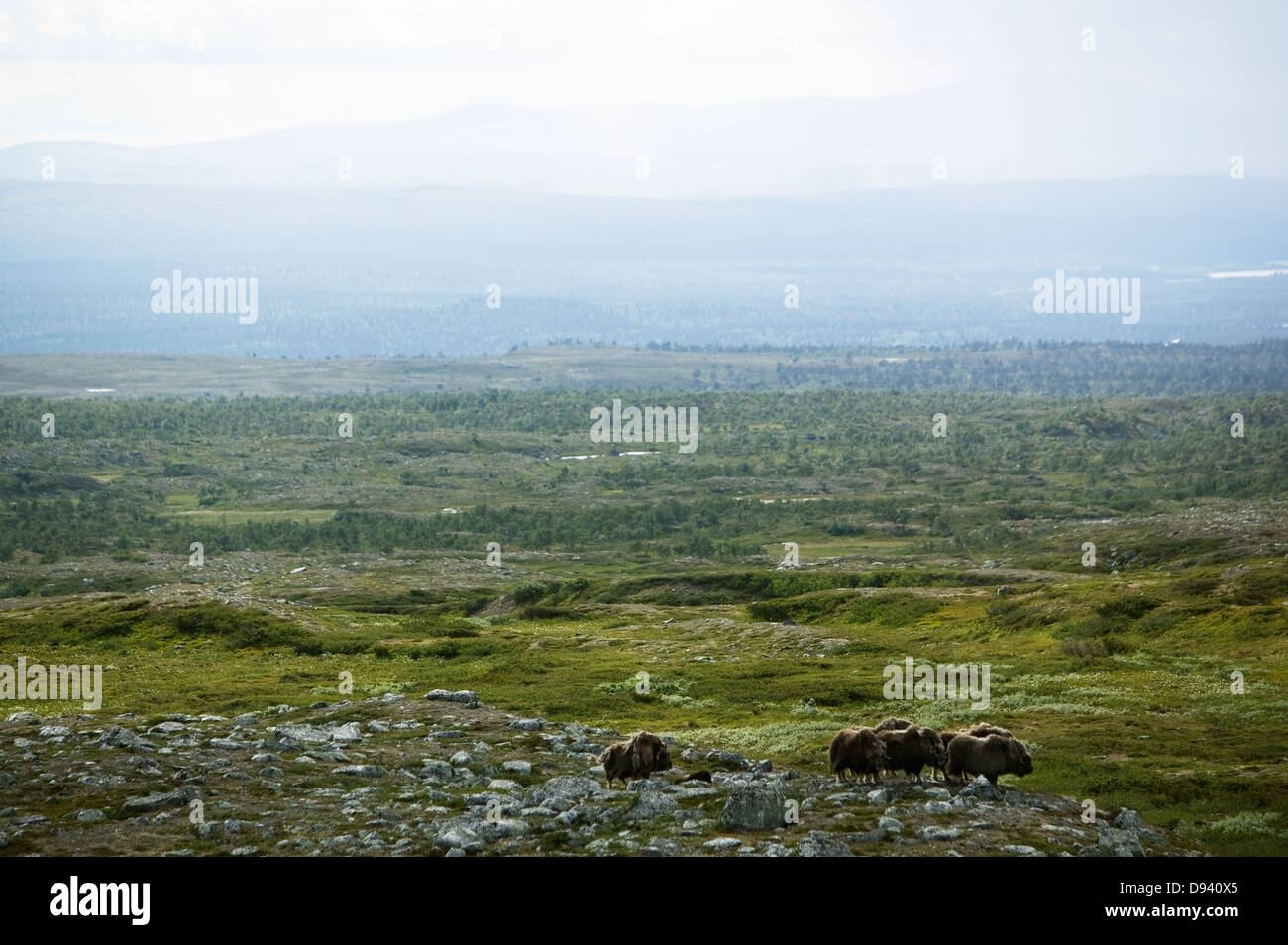Musk oxen on the mountains, Funasdalen, Harjedalen, Sweden Stock Photo ...