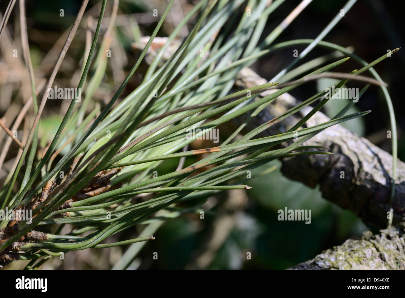 Red band on pine needles, diagnostic signs of Dothistroma Needle Blight ...