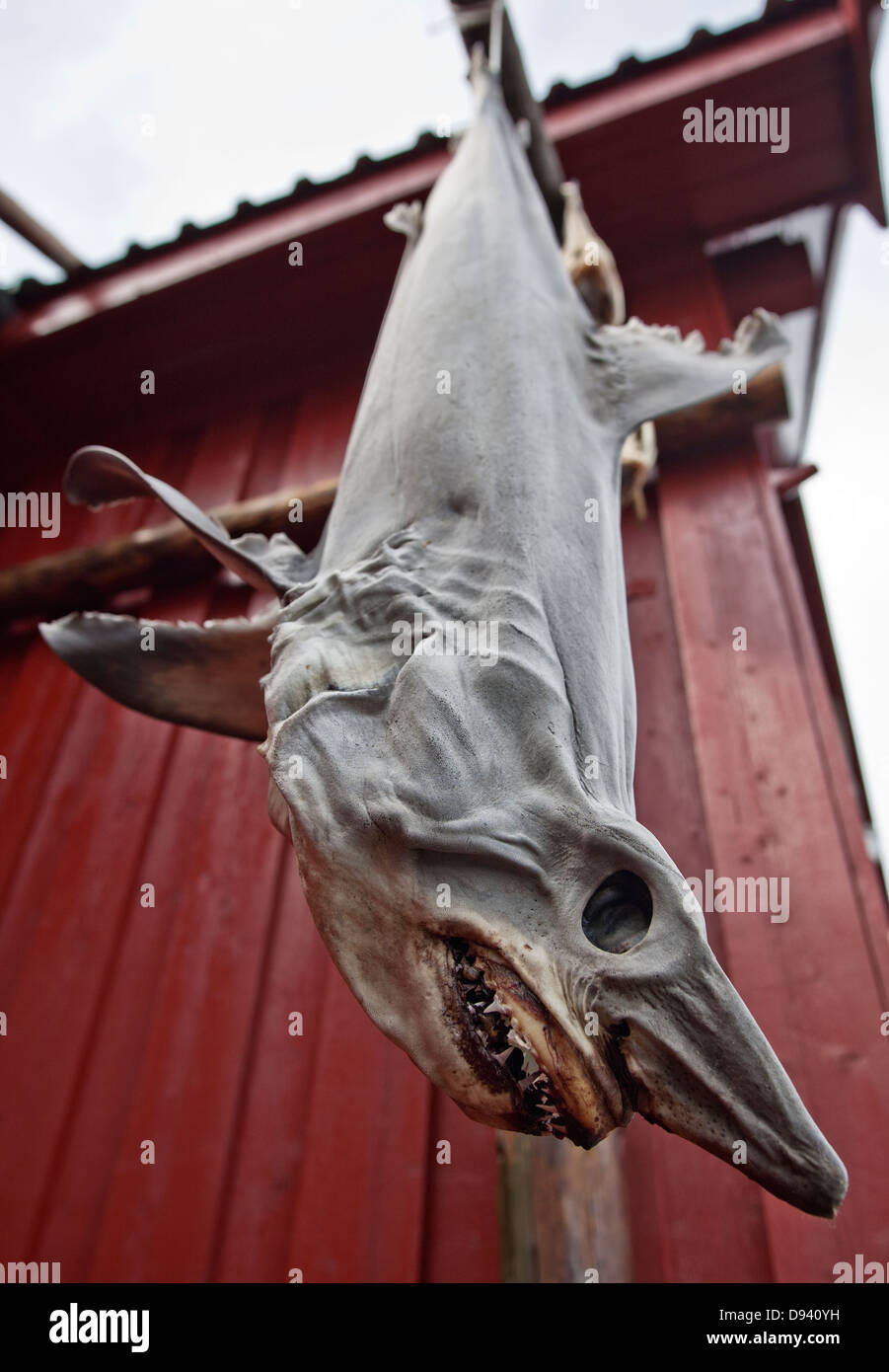 Dead shark hanging outside fishing hut Stock Photo - Alamy