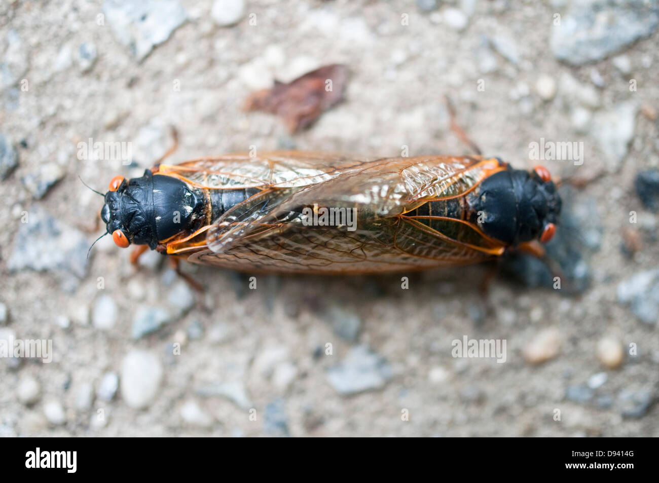 17 year cicadas hi-res stock photography and images - Alamy