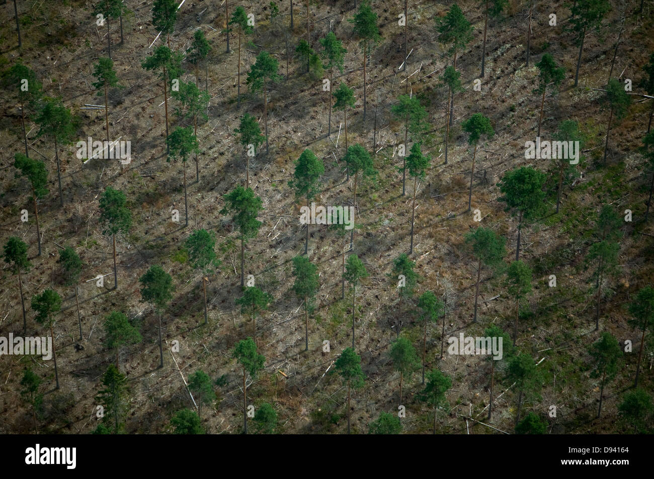 Thin forest, Sunne, Varmland, Sweden Stock Photo - Alamy