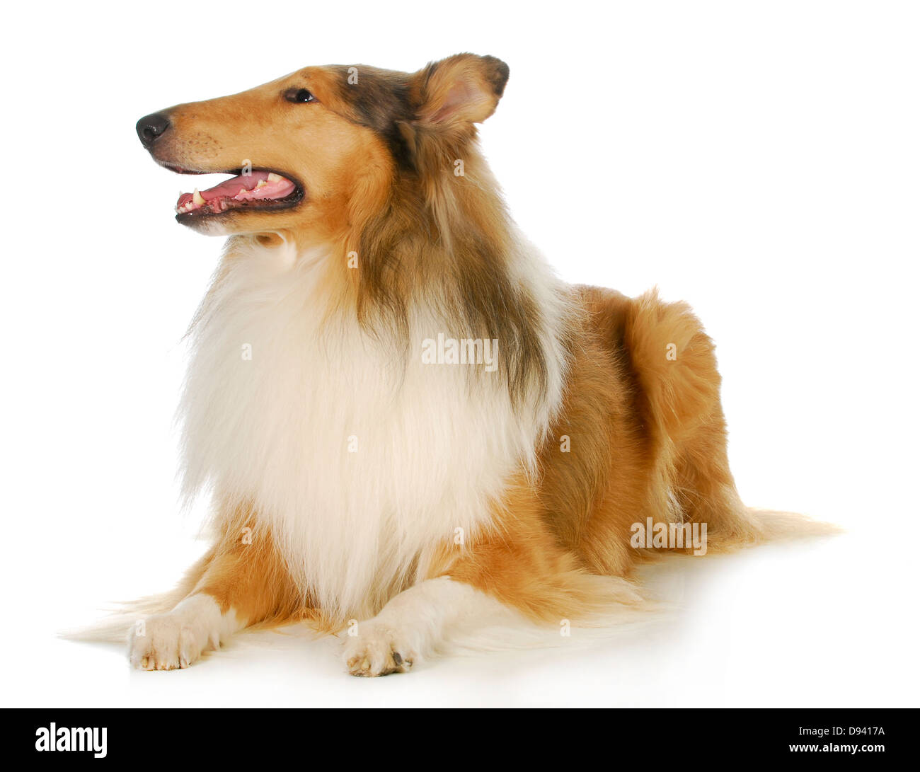 collie - rough collie laying down with reflection on white background ...
