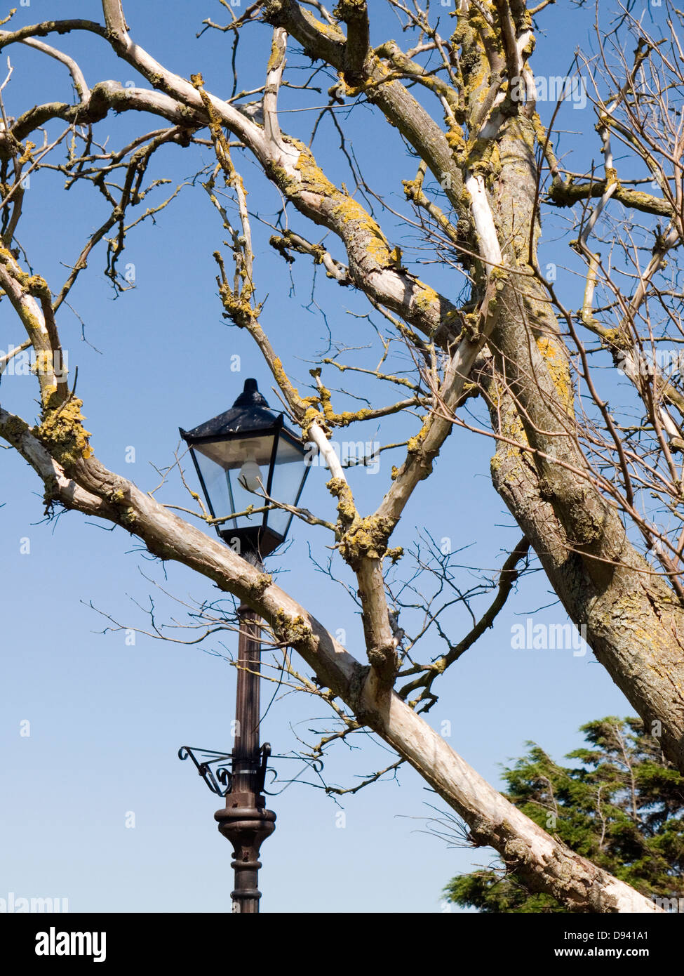 traditional style lamp post behind bare tree branches Stock Photo - Alamy